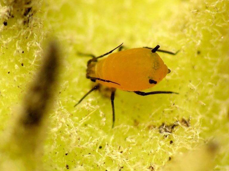 How to Get Rid of Oleander Pests Naturally (Aphids, Caterpillars ...