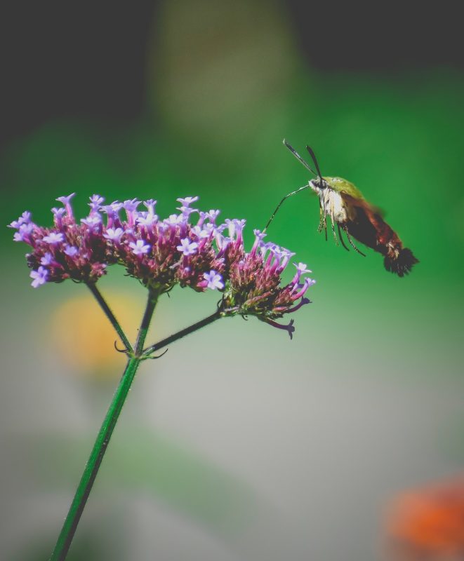 How to Get Rid of Hummingbird Moths Naturally (Ultimate Guide) | BugWiz