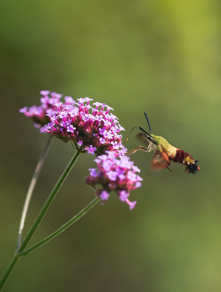 How to Get Rid of Hummingbird Moths Naturally (Ultimate Guide) | BugWiz