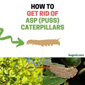 How to Get Rid of Puss Caterpillars Naturally (Ultimate Guide) | BugWiz