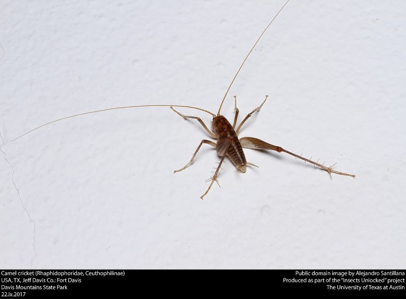 How to Get Rid of Cave Crickets Naturally (DIY Guide) | BugWiz