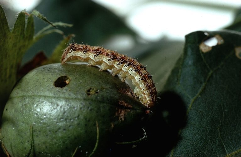 How to Get Rid of Corn Earworms Naturally (Guide) | BugWiz