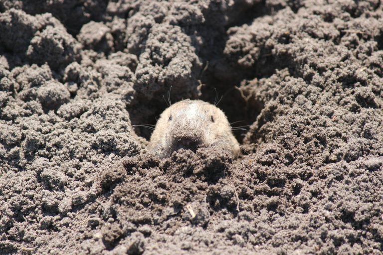 How to Get Rid of Pocket Gophers Naturally (DIY) | BugWiz