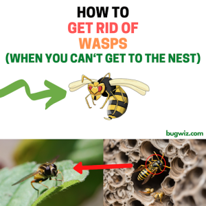 How to Get Rid of Wasps (When You Can't Find The Nest) | BugWiz